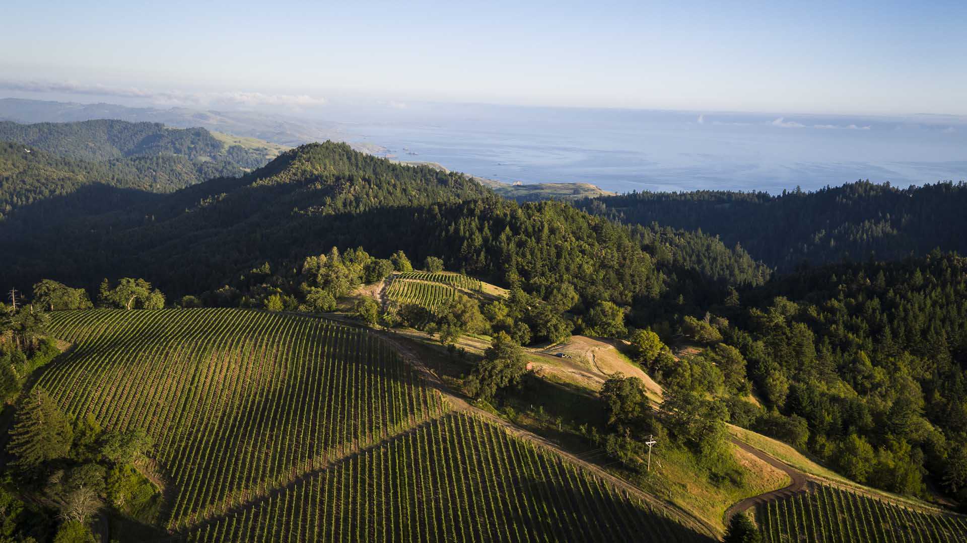 Sonoma Coast | Olema Wines